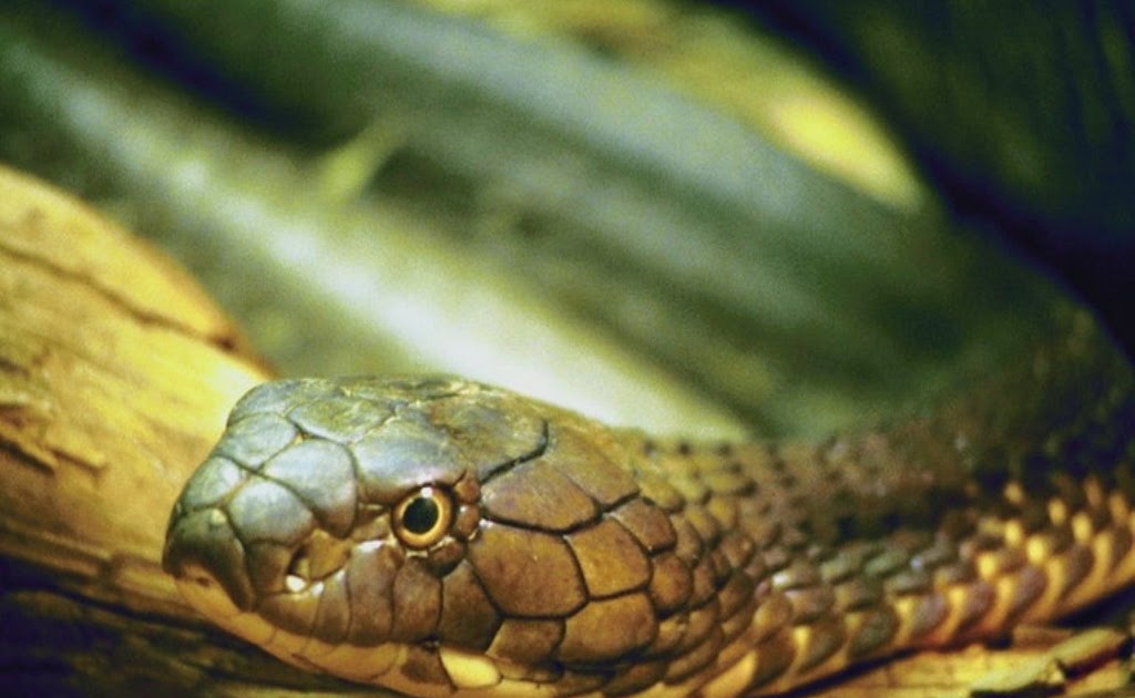 Search For Bible Truths: Who is Satan the Devil?