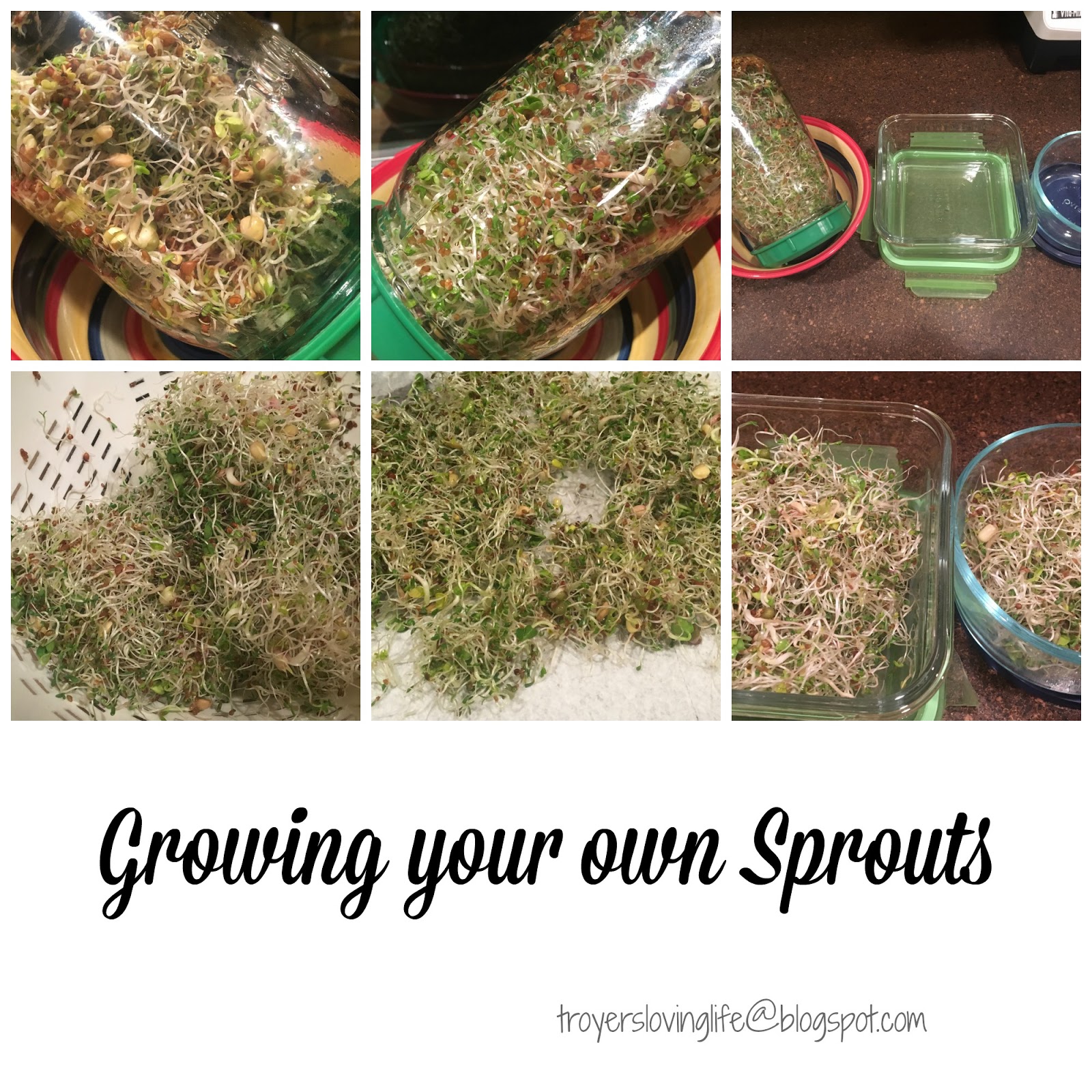 Veggie Sandwich and growing your own Sprouts