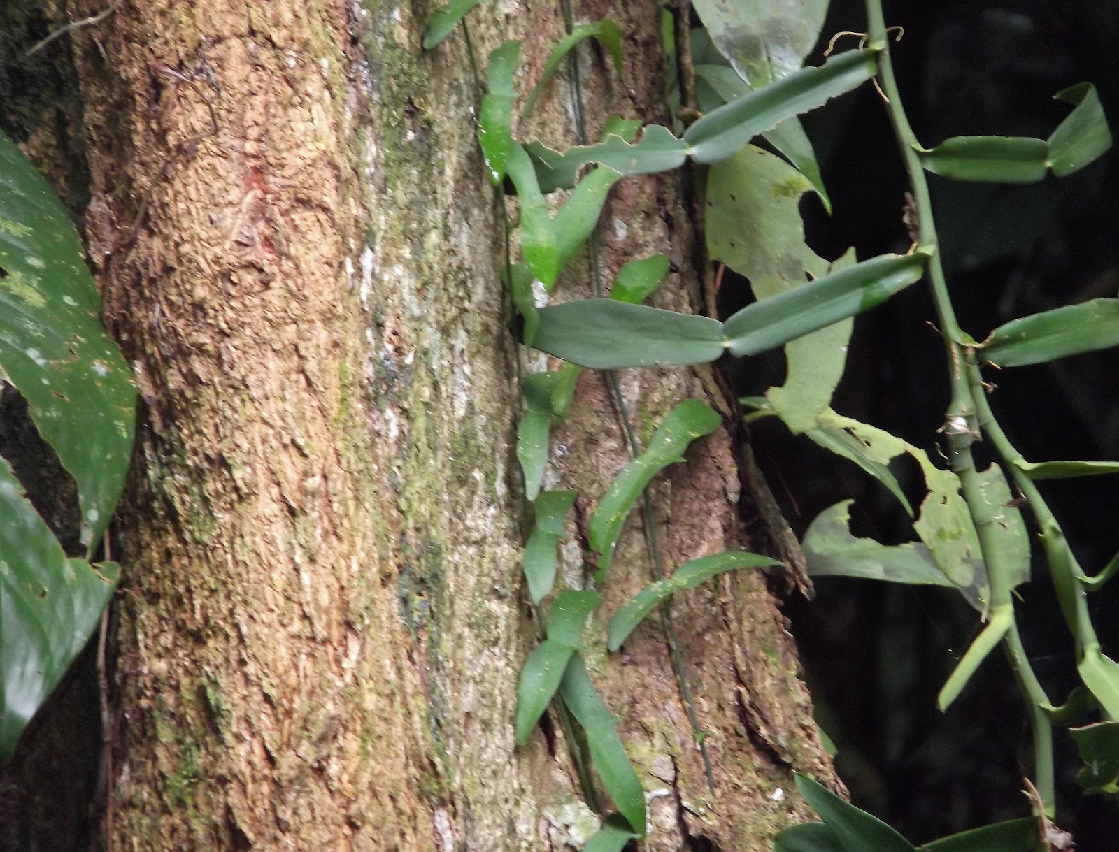 Epiphytic Cacti and other unusual Plants