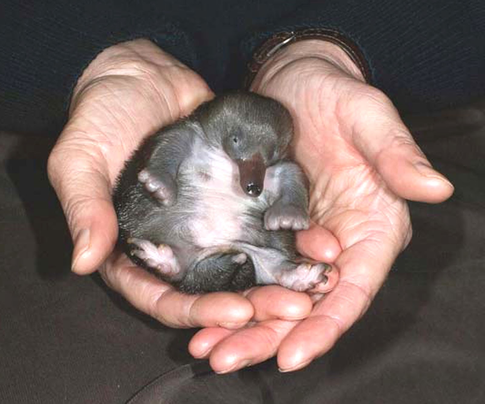 Buckles Blog: PLATYPUNK