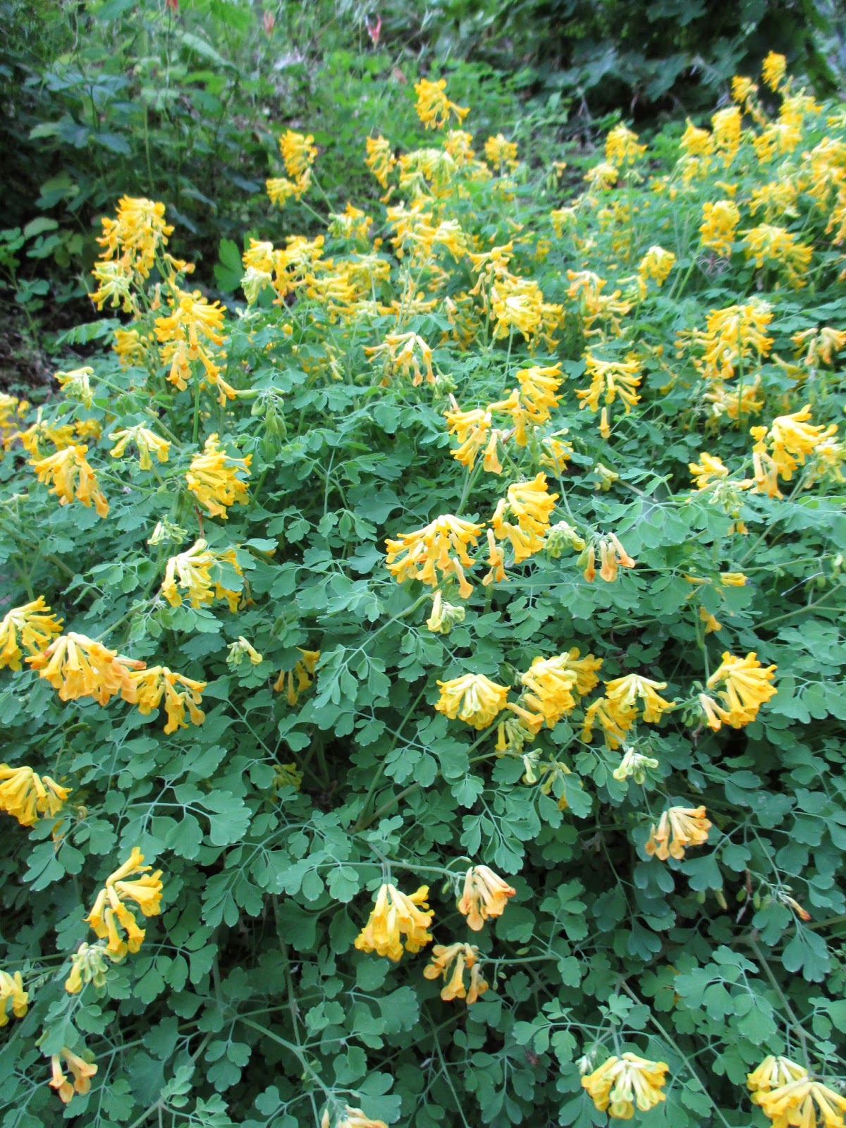 Rotary Botanical Gardens - Hort Blog: Yellow Fumitory (Corydalis lutea)