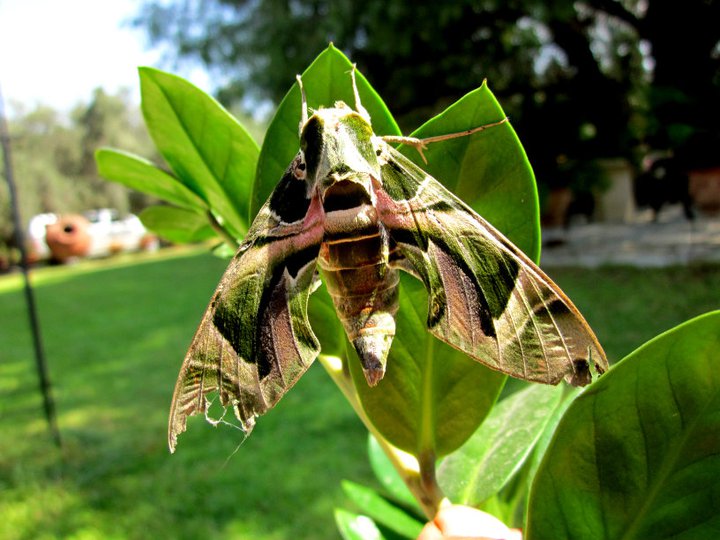 Biodiversity of Cyprus by NGO Protection of the Natural Heritage and ...