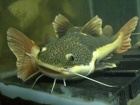 Red Tail Catfish (RTC) - Penggila Ikan Hias
