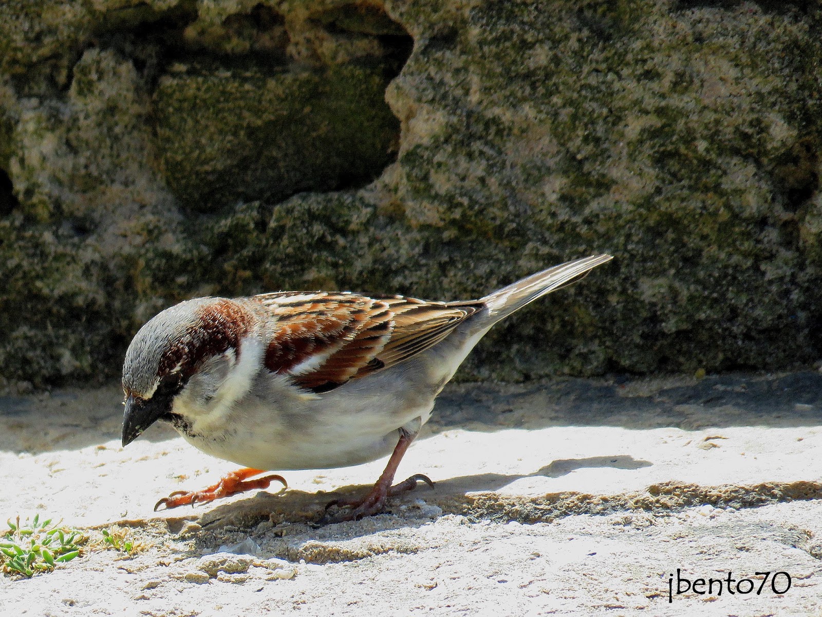 Birding Cascais: O Pardal-de-telhado / House Sparrow (Passer domesticus ...
