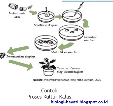 Jenis-jenis Kultur Jaringan pada Tumbuhan