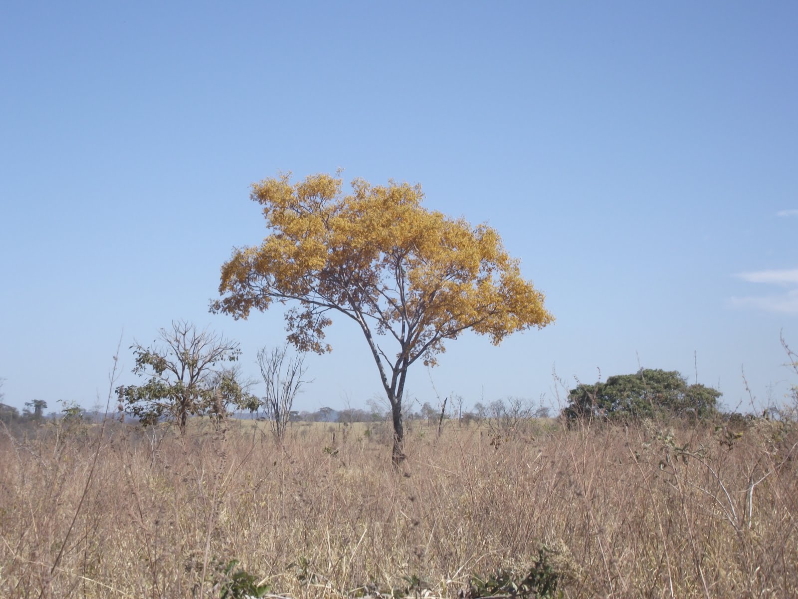 Arvores Cerrado Goiano: Feijão cru