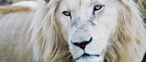 Blog si cuvinte,parlite.: Feline