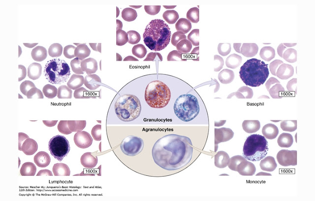 Leukocytes (White Blood Cells) : Definition, Functions, Types - Science ...