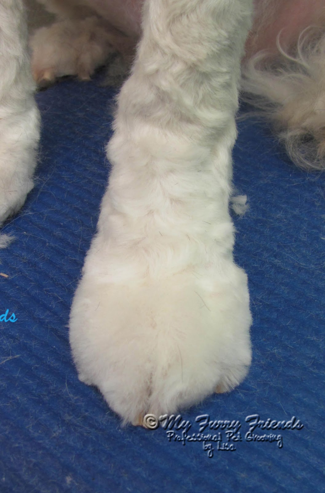 Pet Grooming: The Good, The Bad, & The Furry: Saving Matted Feet