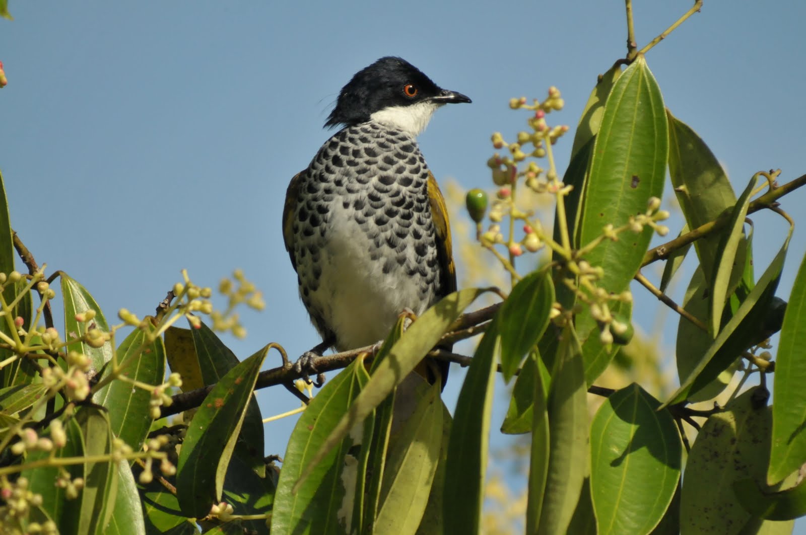 What Is Digiscoping Photography at Sandra Raines blog