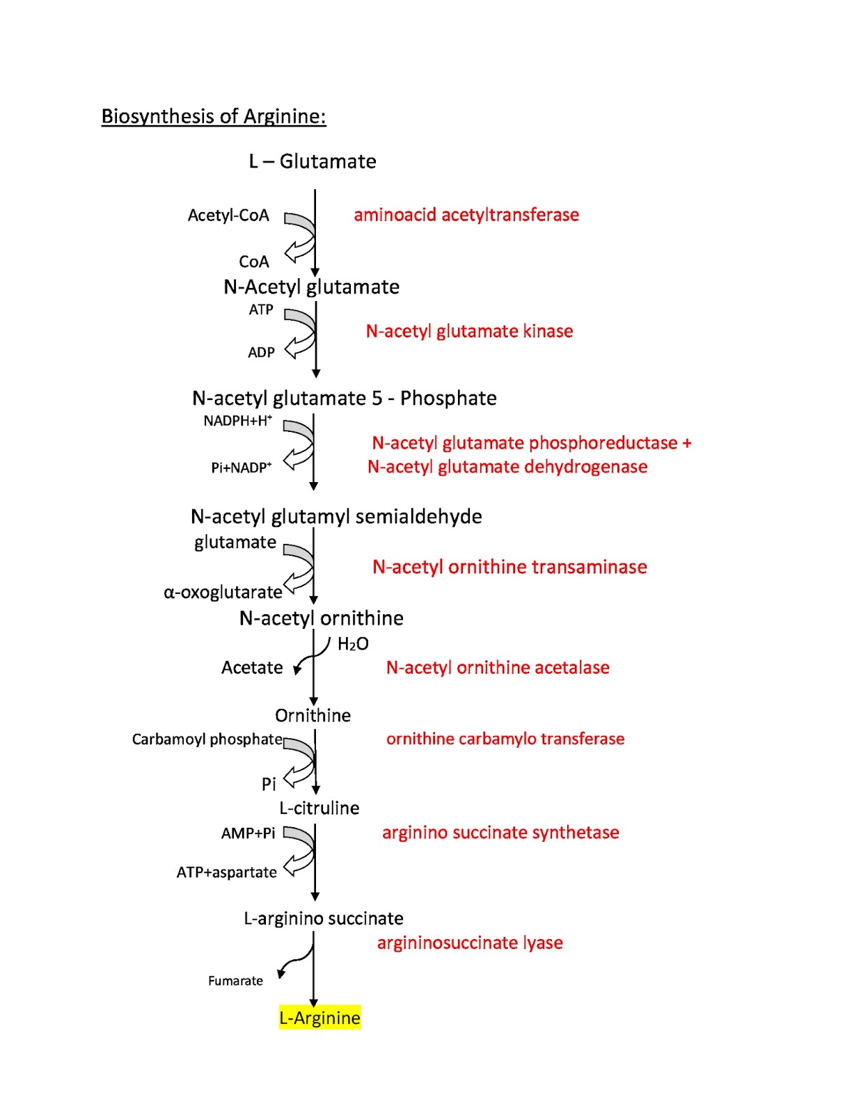SENTHIL PRABHU SIVASAMY: Biosynthesis of Glutamate family amino acids
