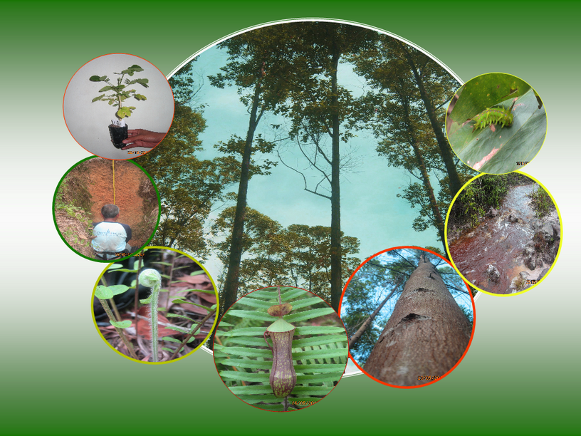 Researcher On Forest: RESEARCH (PENELITIAN) BIDANG HUTAN TANAMAN INDUSTRI