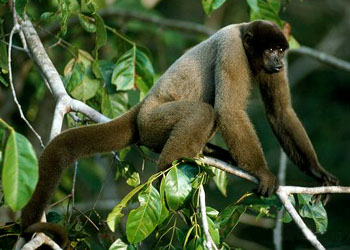 BiO - Um tributo a vida.: Lagothrix cana - O macaco Barrigudo