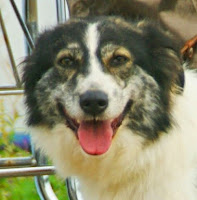 The Animal: Aidi Dog