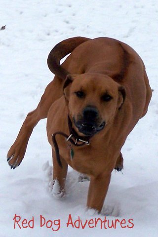 Texas Red Dog Adventures: The Lion Killer