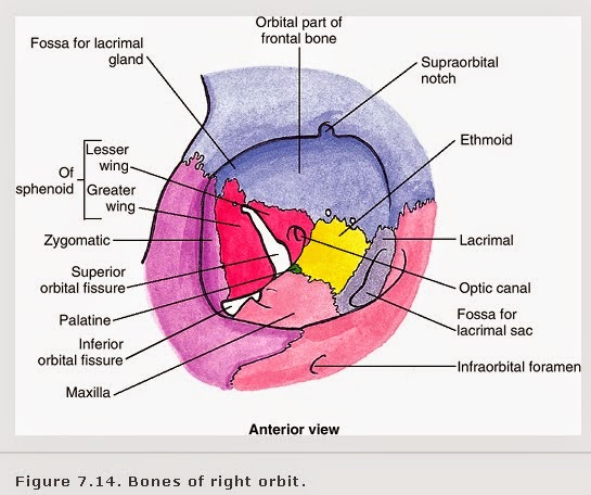 Read It: Anatomi Mata