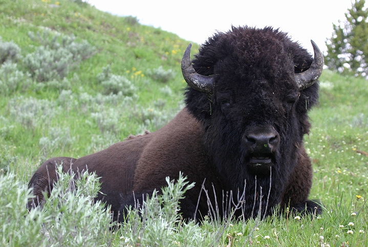 World All Animals: American bison
