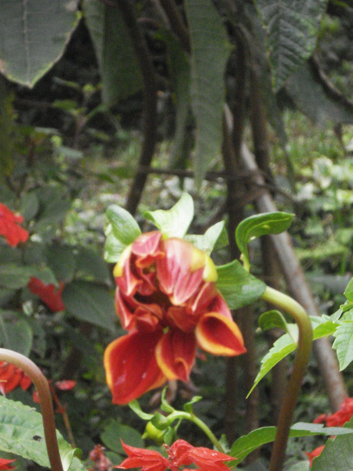 DK CELLULER,RIKILLAGASKADA: deliya flowers