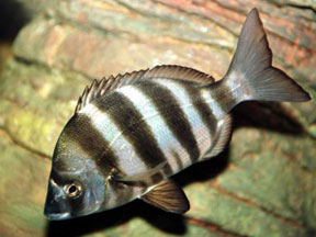 A Pesca do Jorge Santos: Sargo Veado