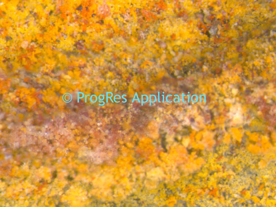 Microscope World Blog: Salty Liquorice