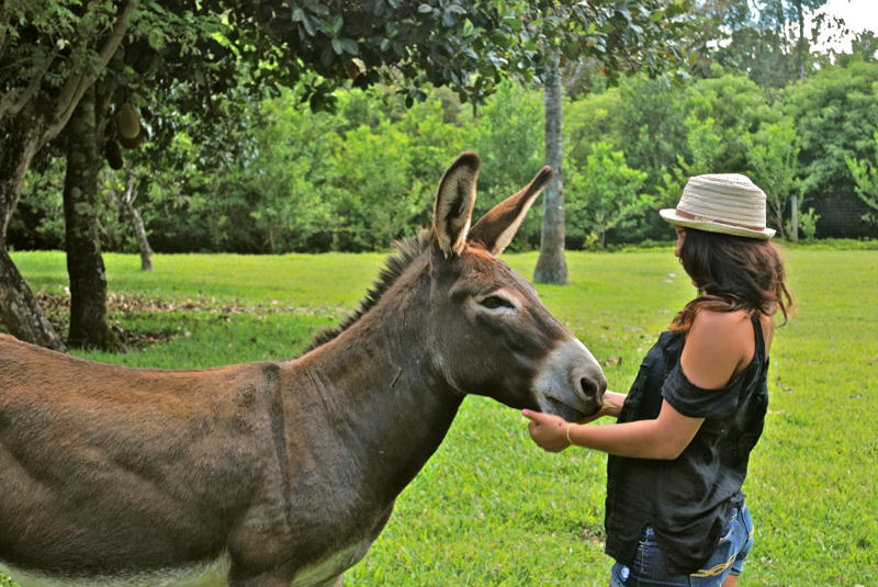 Leilani Farm Animal Sanctuary | Ho'okipa Aikane on Maui Hawaii