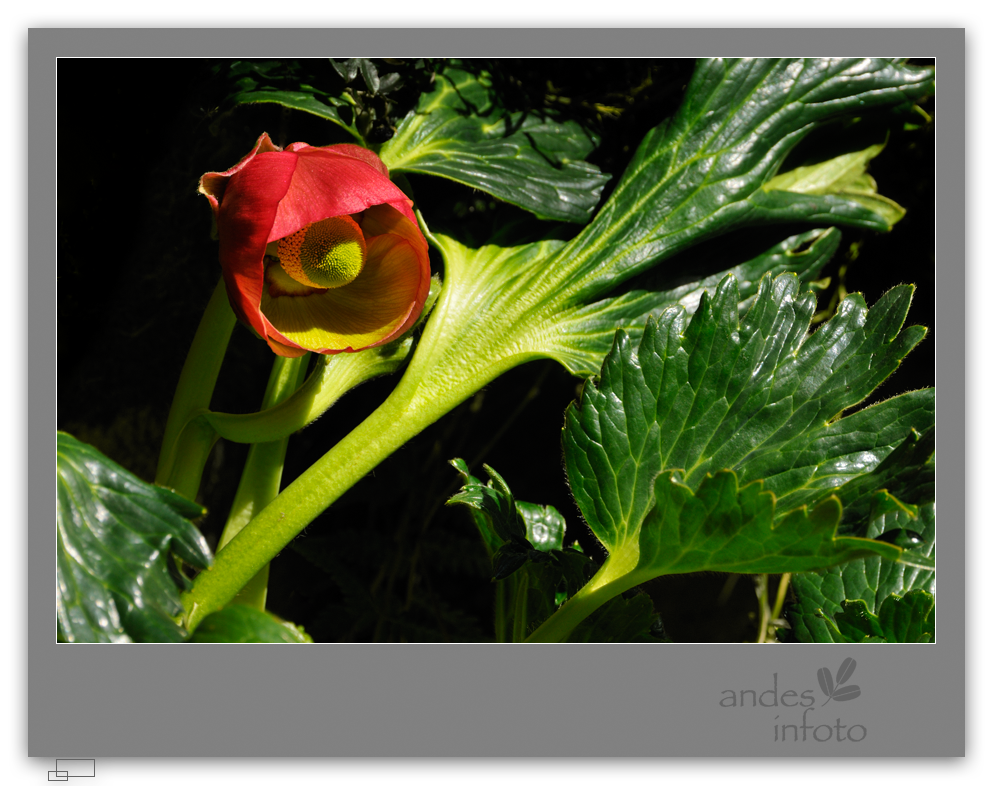 Andesinfoto: Rima-rima o qallu pashtatsiq en flor