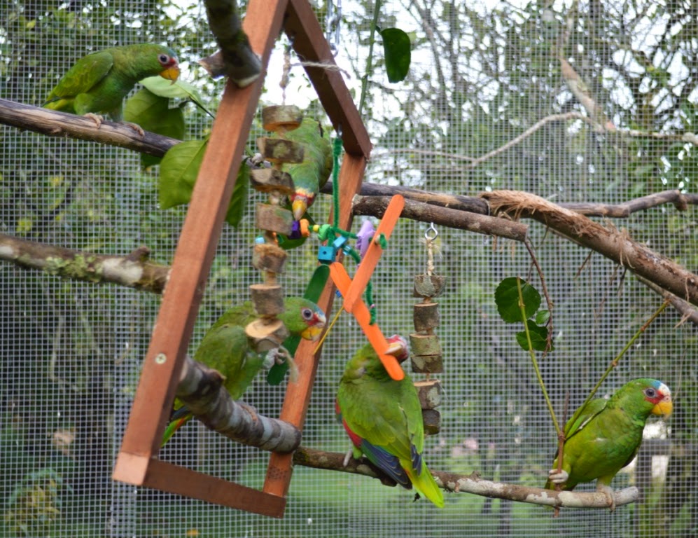 1000+ images about enrichment on Pinterest | Bird toys, Parrot toys and ...