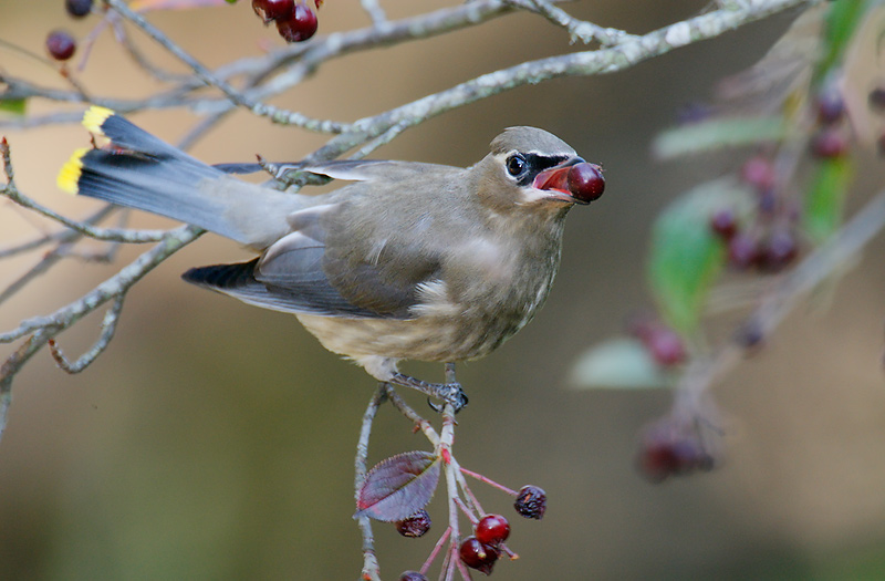 Bird Photos and Information