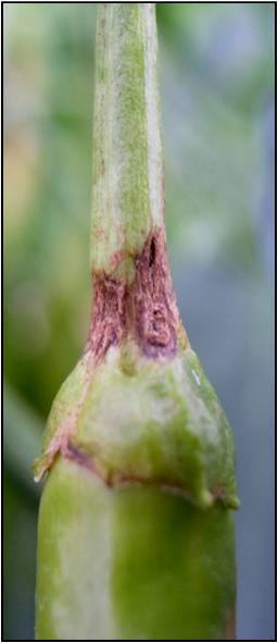 EMBUN TEPUNG PADA PERMUKAAN BAWAH DAUN CABE | Solusi Petani Nasa