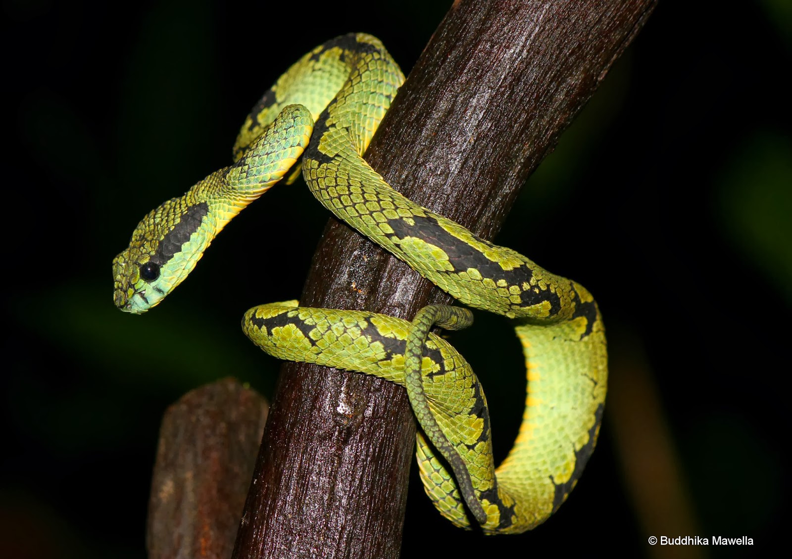 Lanka Nature Summary: Sri Lankan Green Pit Viper (Trimeresurus ...