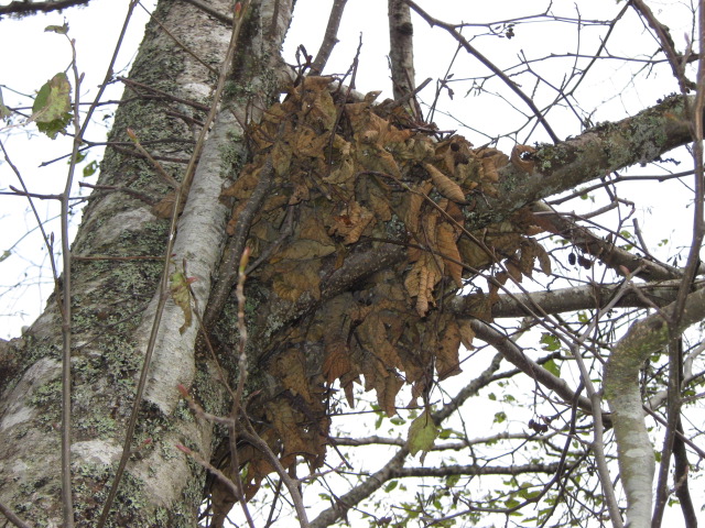 Bellingham Field Journal: Urban Wildlife