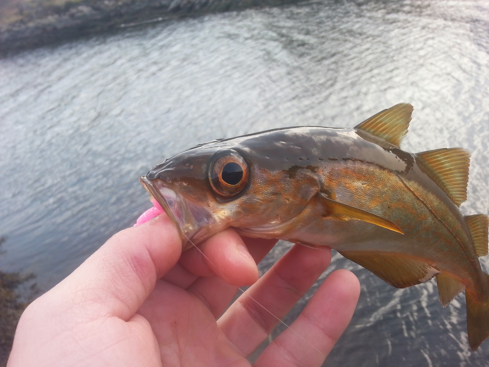 Luremaniac!: Quick fun with pollock and coalfish.