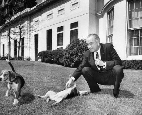 Beagle | Cão Nosso De Cada Dia