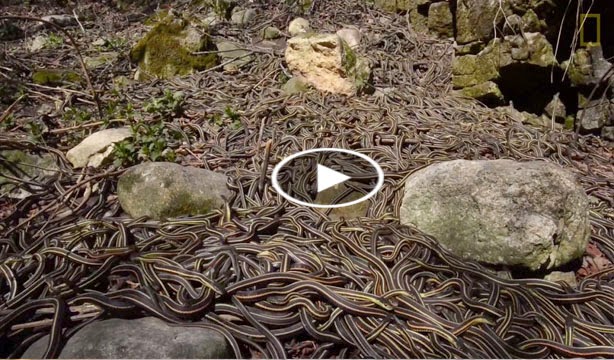 LAND OF SNAKE MUST SEE « GOFUN18