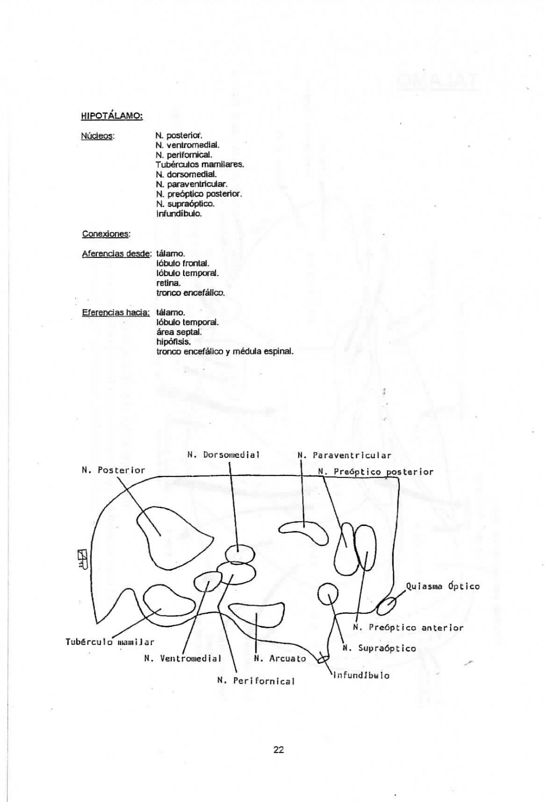 Estudiante de medicina : Apunte de neuroanatomia de Forlizzi Pro