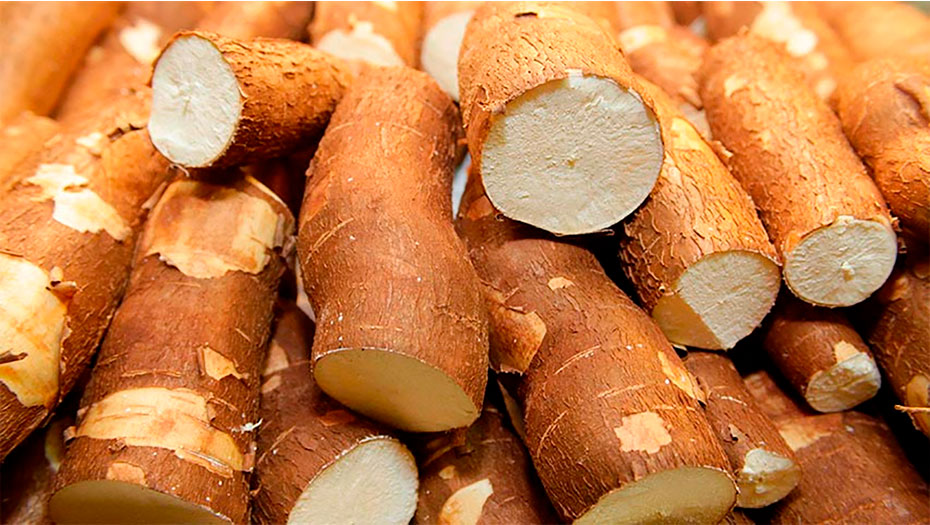 PLAAN : Yuca - Manihot esculenta