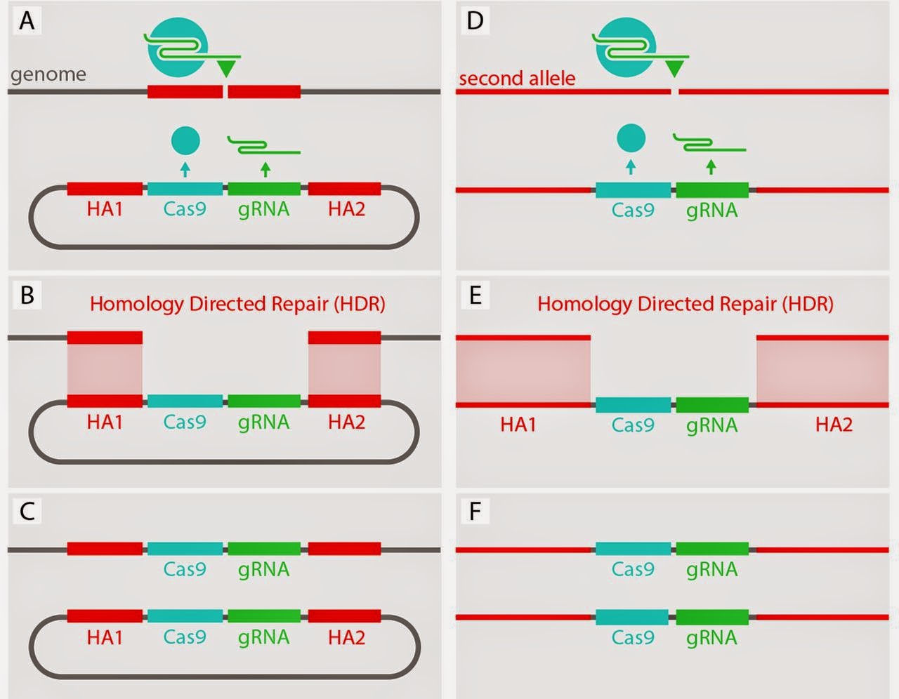 Information Processing: Gene drive