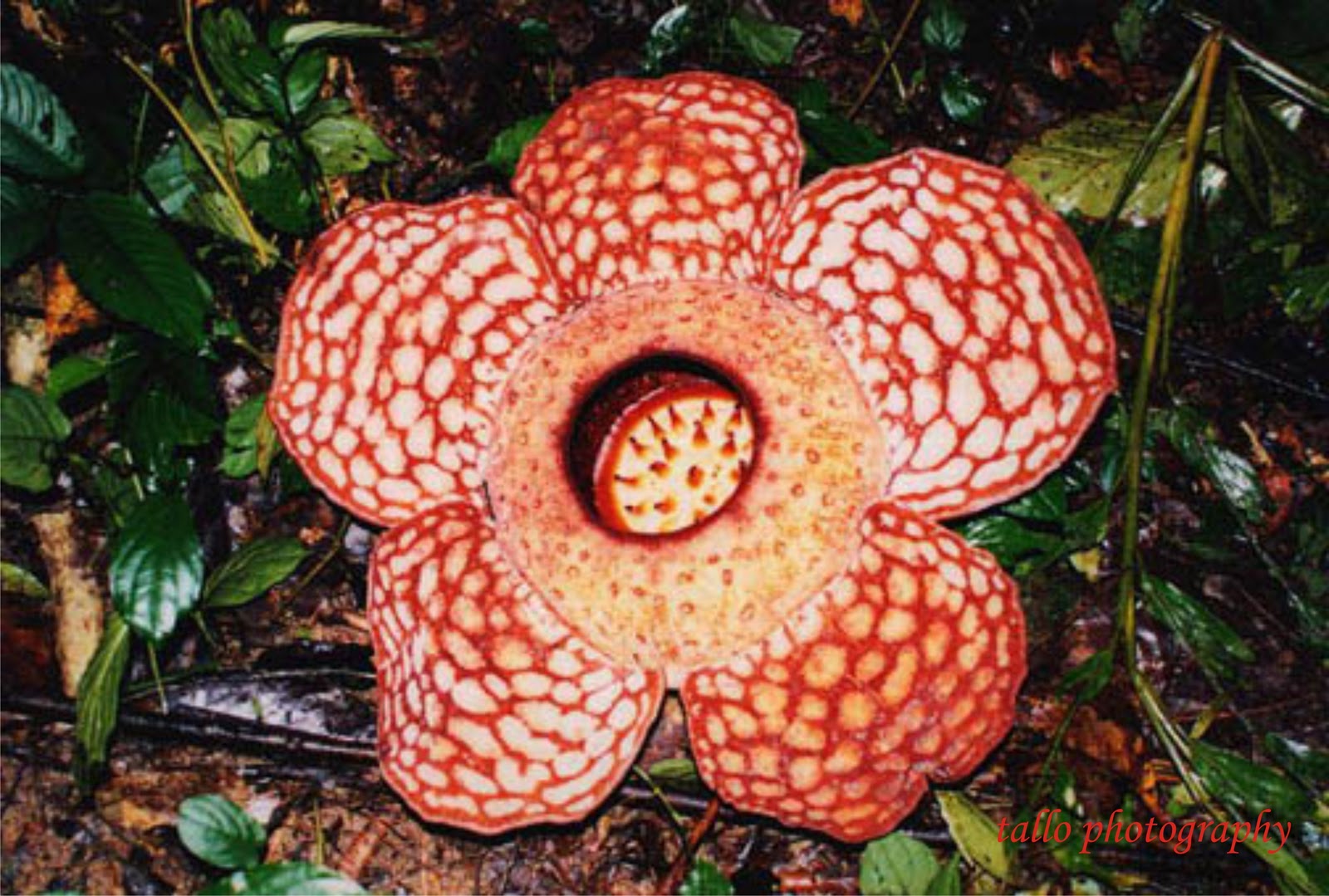 taLLo Area: Tentang Provinsi Bengkulu