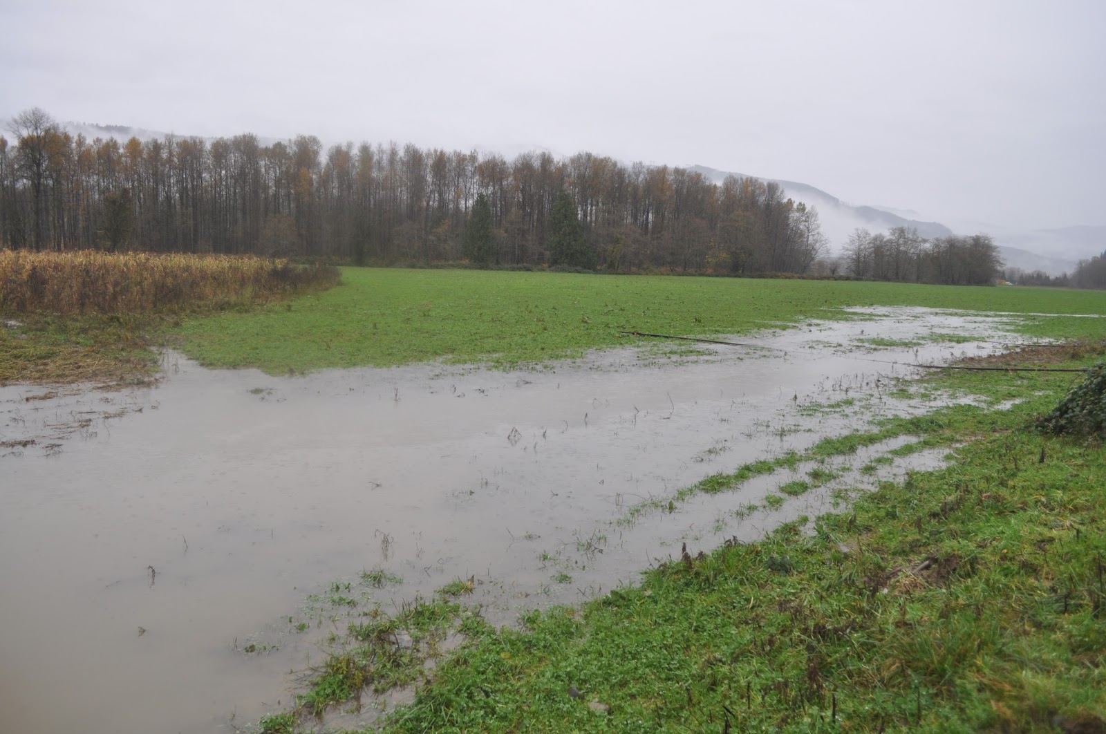 meat-flood-effects