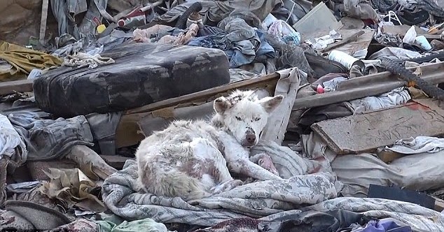 White Wolf : Left To Die In A Trash Heap, Abandoned Dog Gets Remarkable ...