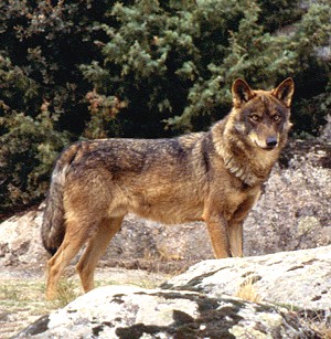 O BAÚL MÁXICO: O CORPO DO LOBO