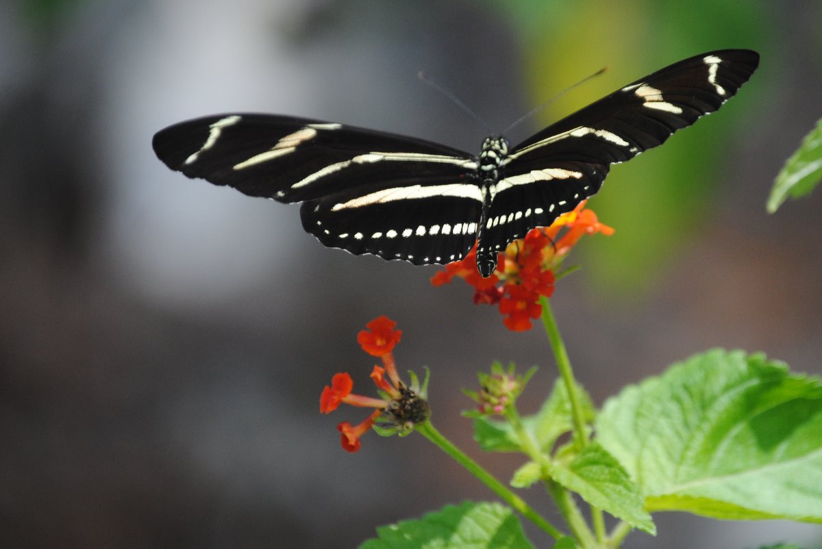 Field Notes and Photos: Zebra Longwing: Florida's State Butterfly