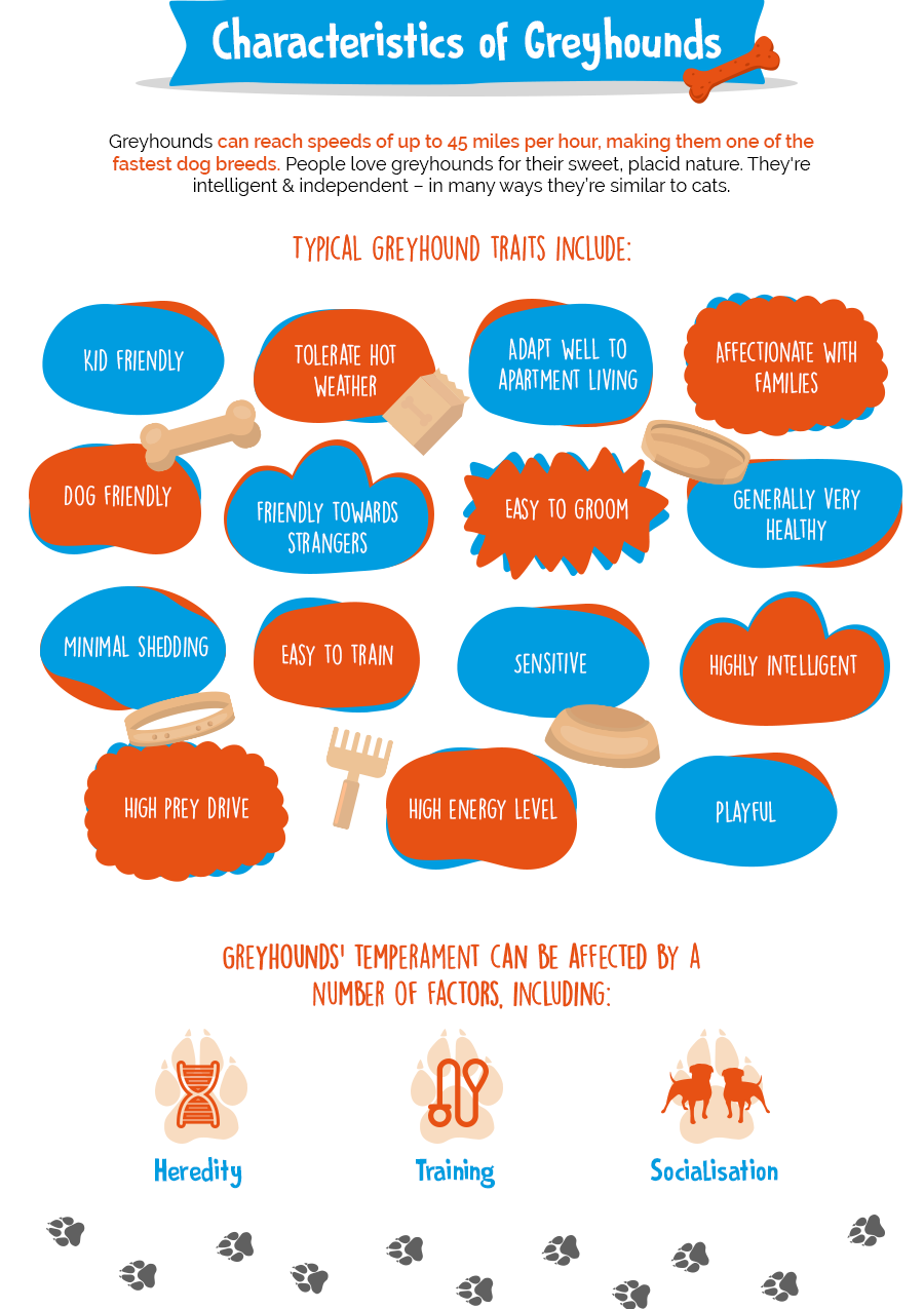 Greyhound - Breed Profile | Australian Dog Lover