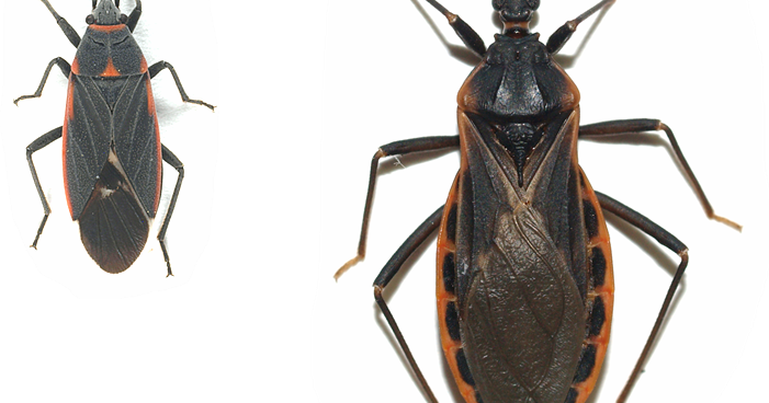 Arizona: Beetles, Bugs, Birds and more: Black Bugs with red out-lines ...