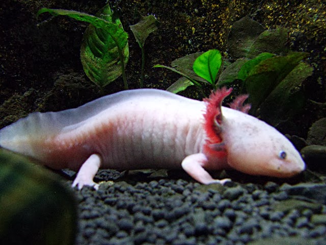 Andy foto natura: Ajote