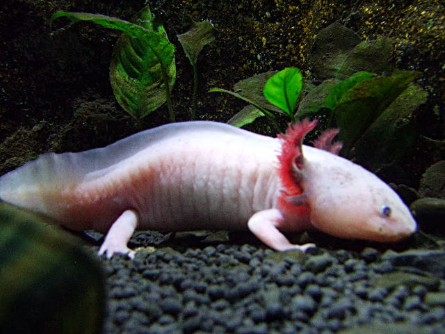 Andy foto natura: Ajote