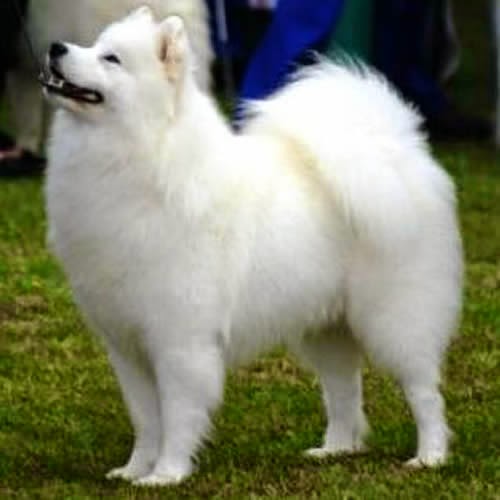 Samoyedo