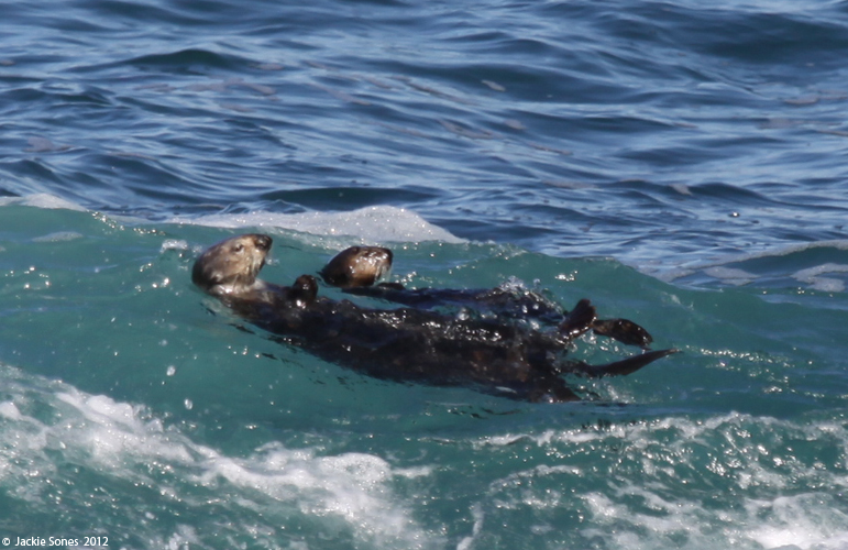 The Natural History of Bodega Head: Sea otters in Pacific Grove