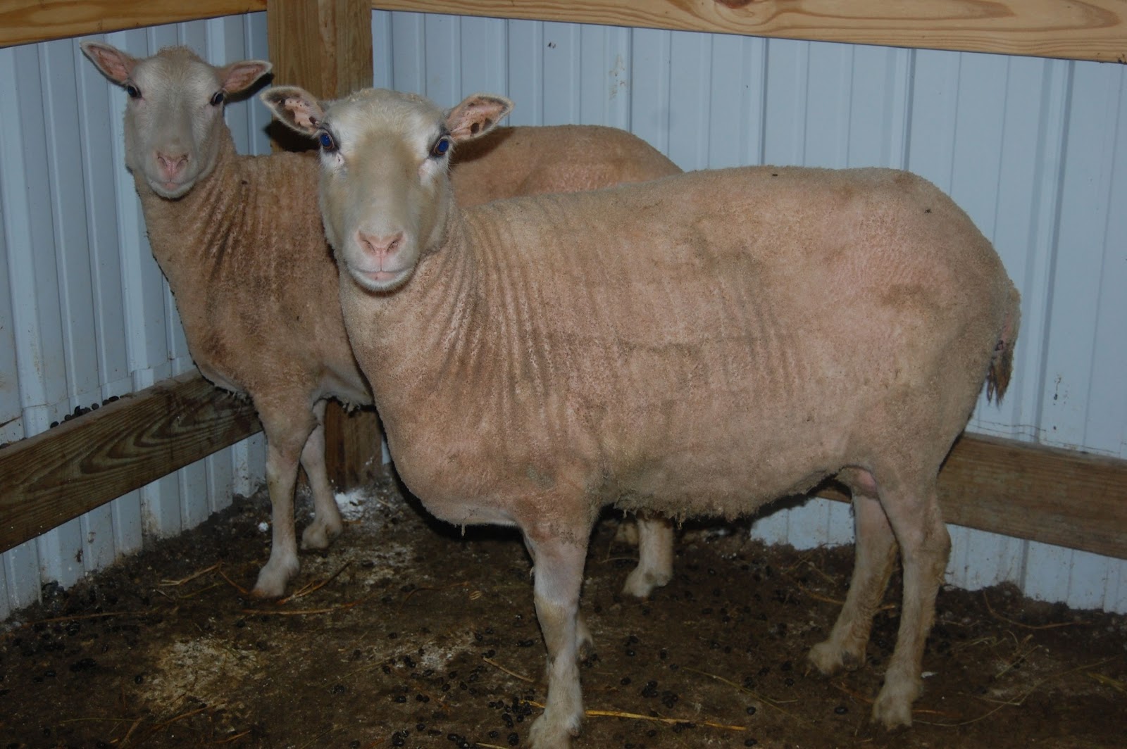 Little Hills Sheep Ranch: New Finnish Landrace sheep!!