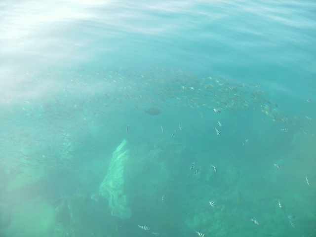 Wandering Turista: Fish Interaction, Barangay Calag-Itan